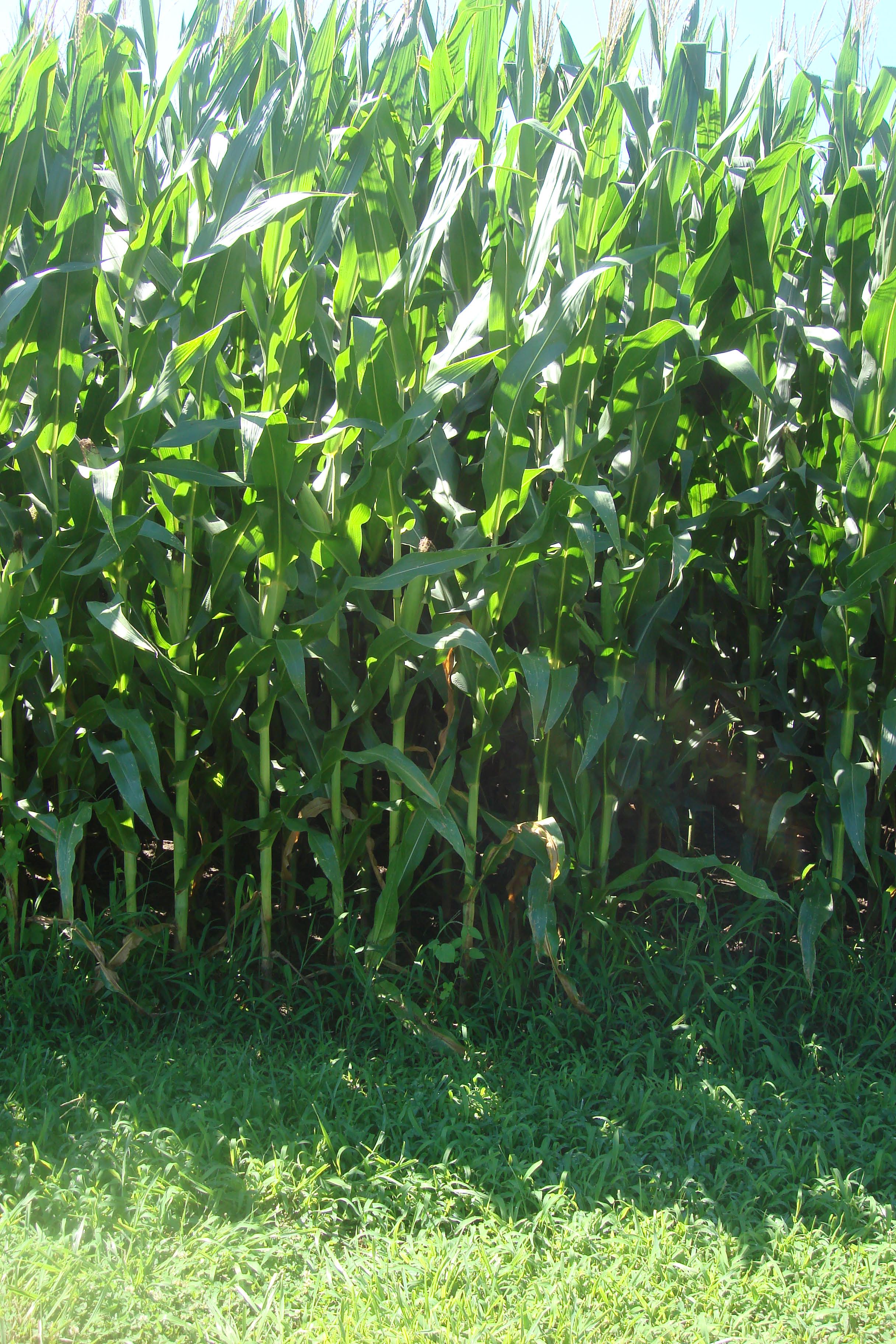 Corn fields Delaware 2015-01 – Vin de Vie Wine of Life