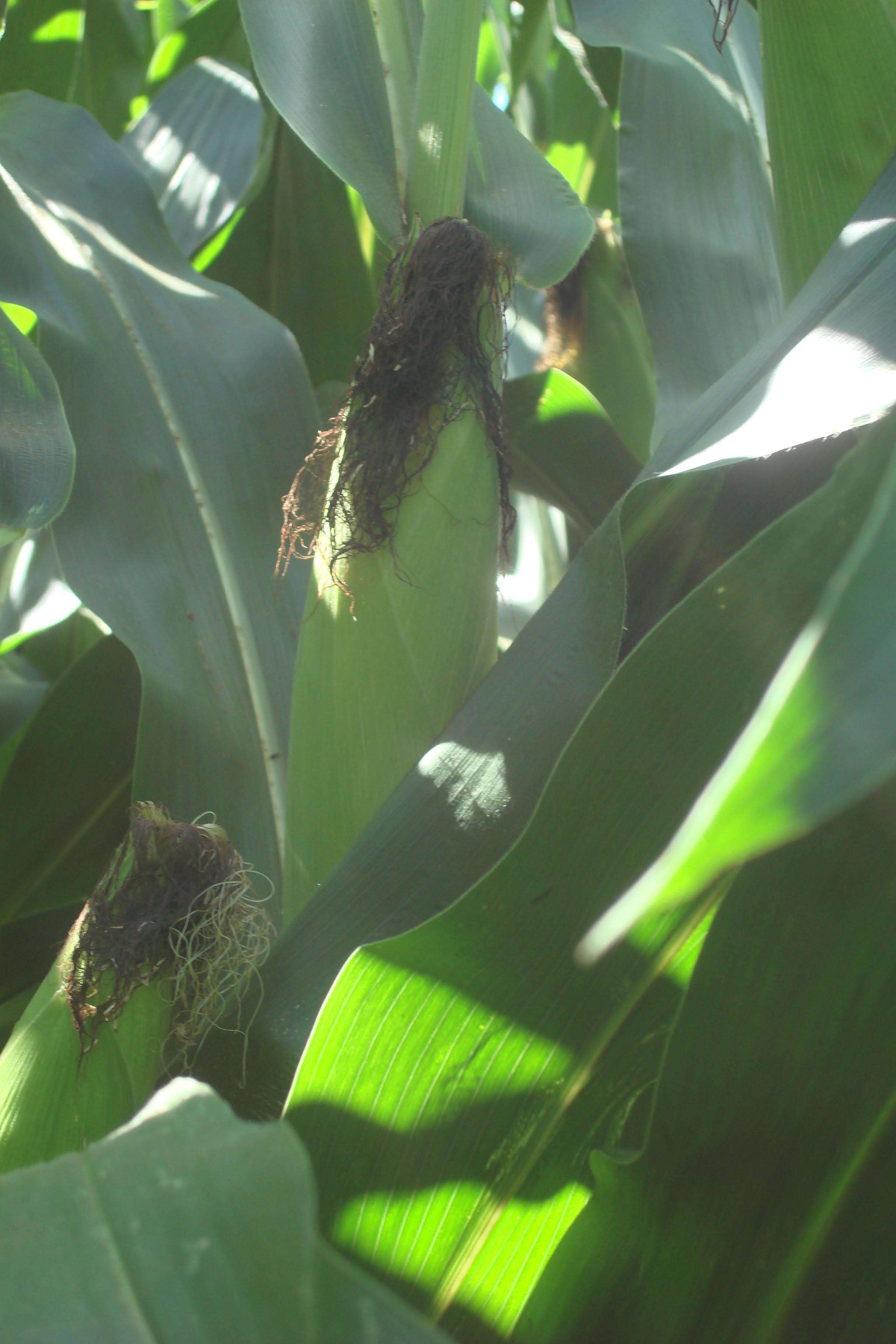 Corn fields Delaware 2015-03 – Vin de Vie Wine of Life