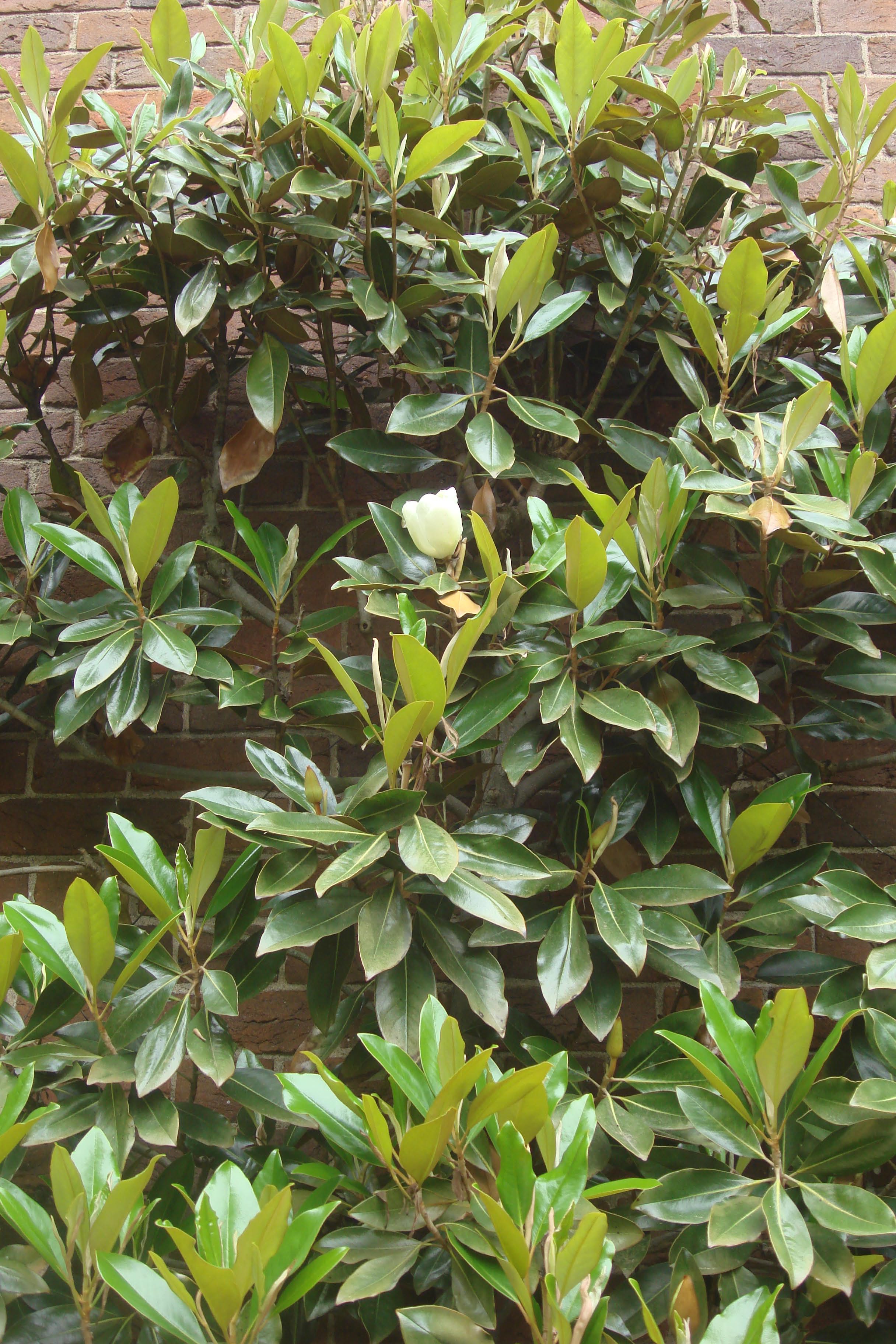Southern Magnolia Mt. Cuba June 2015-1 – Vin de Vie Wine of Life