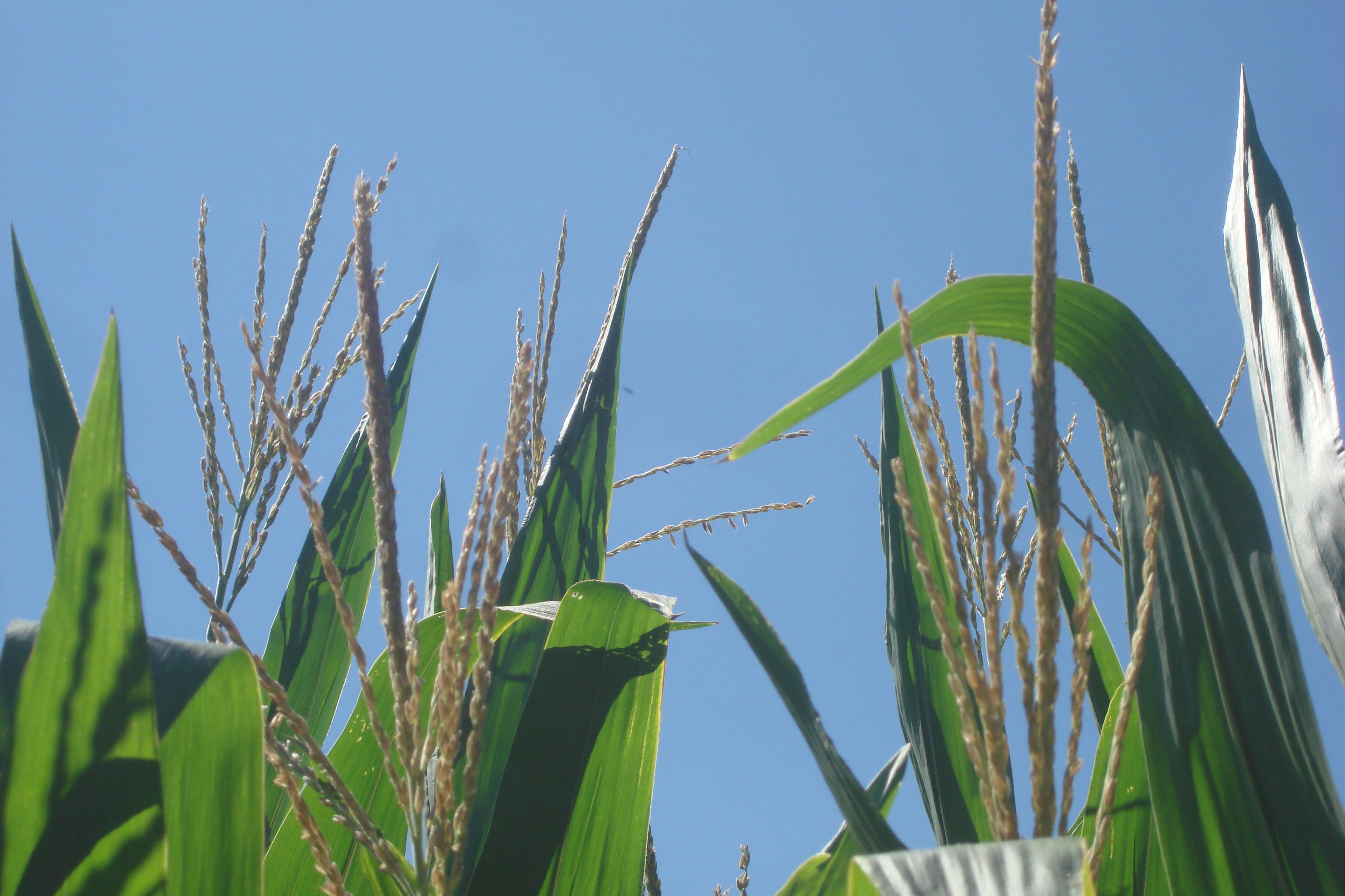 Corn fields Delaware 2015-06 – Vin de Vie Wine of Life